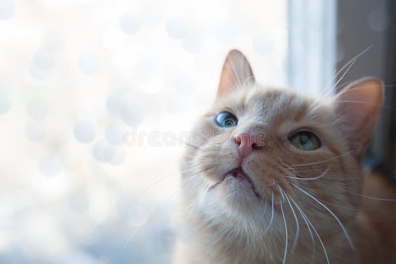 Red cat head stock photo. Image of mouth, playful, color - 114211282