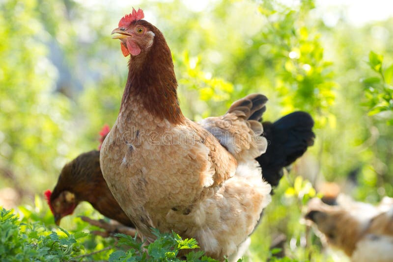 Portrait chicken stock photo. Image of alive, summer - 29730130