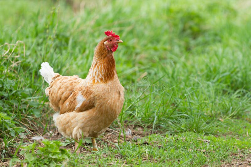 Portrait of a red chicken stock photo. Image of farm - 40756034