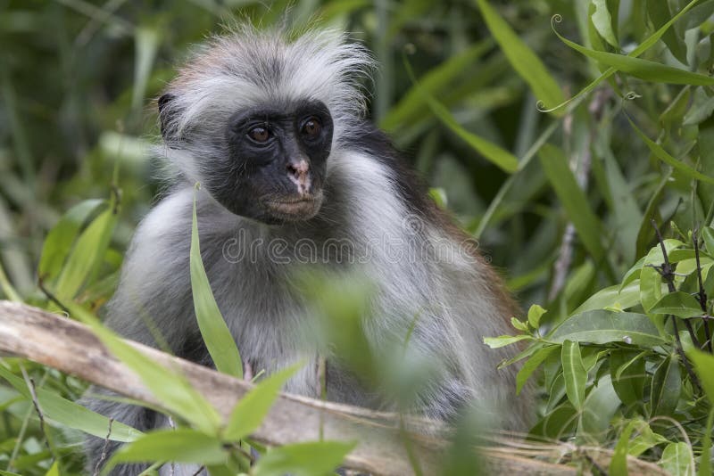 Portrait of a Red Colobus that Sits among Branches and Grass in Stock ...