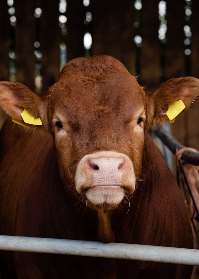 Portrait of a Red Cow in the Paddock on the Farm Stock Image - Image of ...