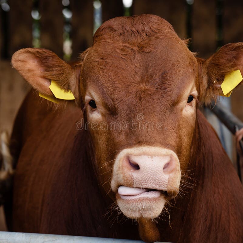 Portrait of Red Cow in the Paddock on the Farm Stock Photo - Image of ...