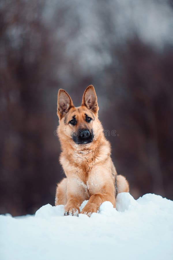Portrait of Red Cute German Shepard at the Winter Stock Image - Image ...