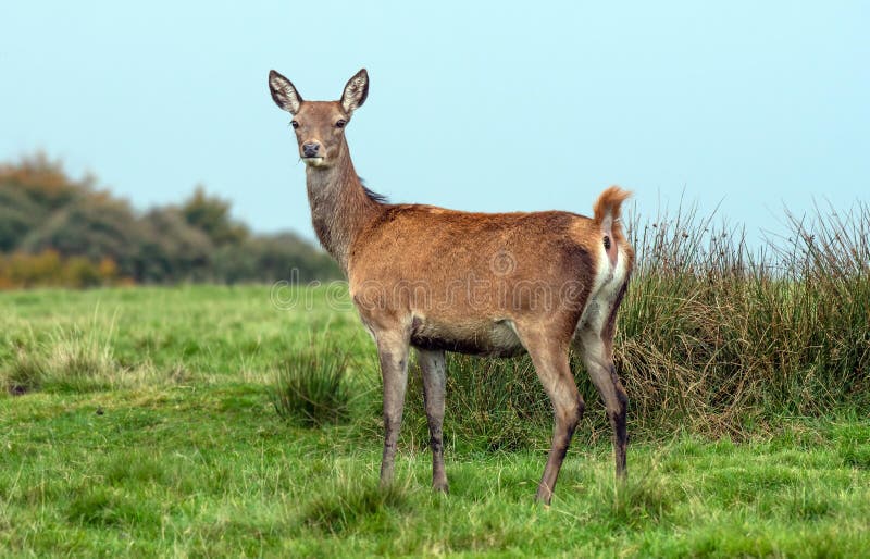 Portrait of a red deer doe stock image. Image of deer - 207647957