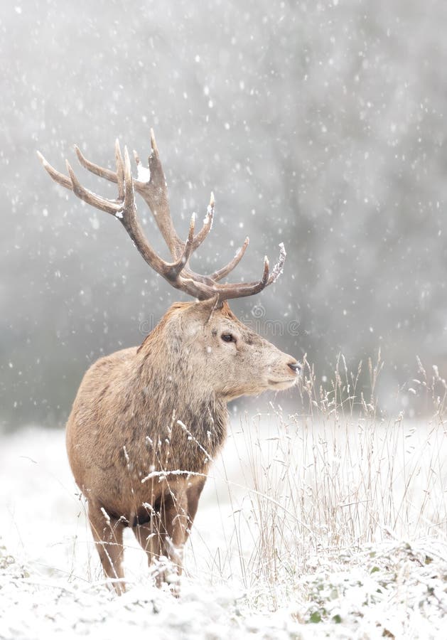 Portrait of a Red Deer Stag in the Falling Snow in Winter Stock Image ...