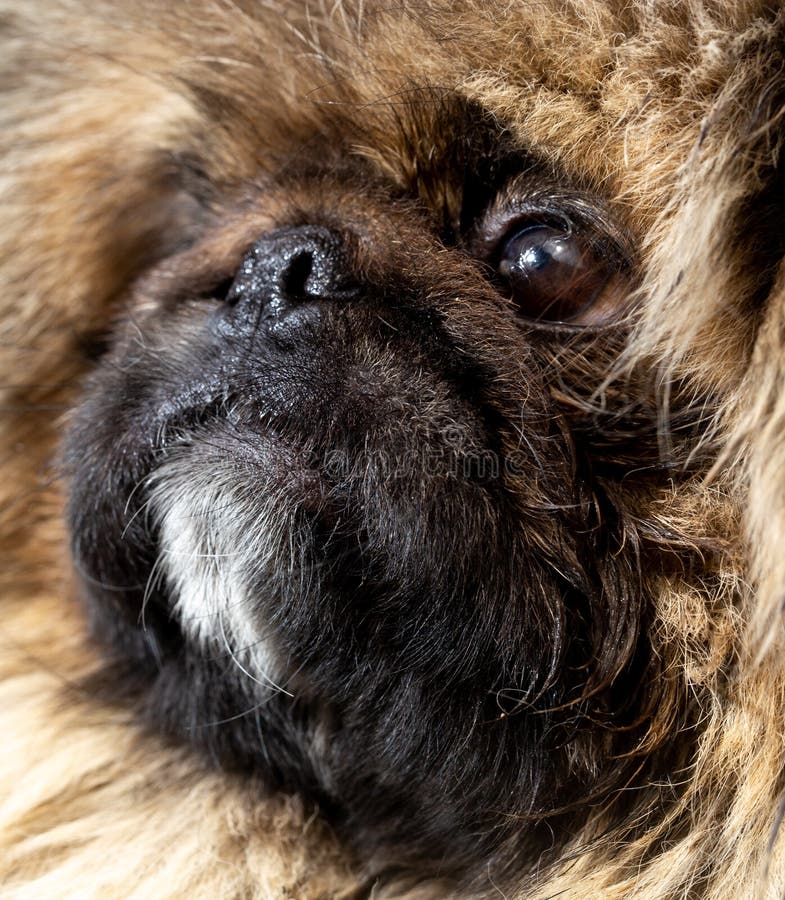 Portrait of a Red Dog in Nature Stock Photo - Image of eyes, happy ...