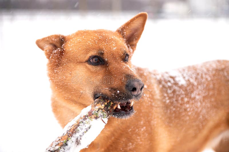 Portrait of a Red Dog in the Snow with a Stick in His Teeth Stock Photo ...