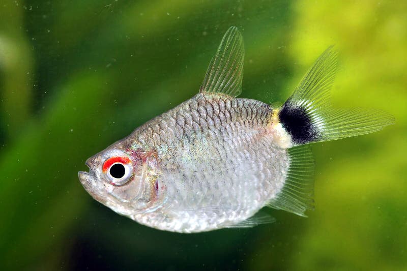Portrait of Red Eye Tetra stock image. Image of animal - 36251615