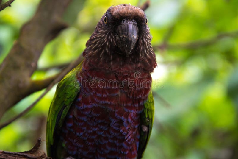 Portrait of the Red-fan Parrot Stock Photo - Image of trees ...