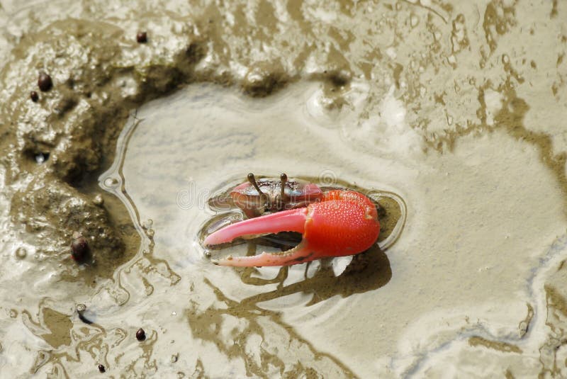 Portrait of a Red Fiddler Crab Stock Image - Image of claw, asia: 64574053