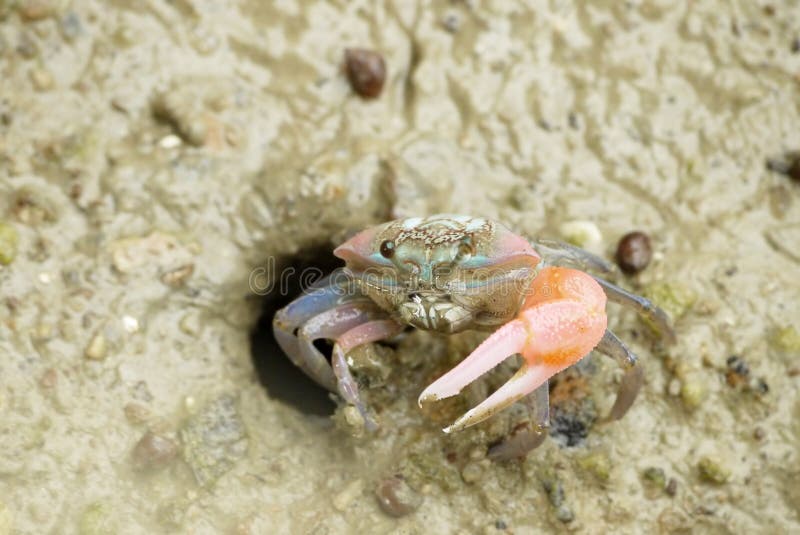 Portrait of a Red Fiddler Crab Stock Photo - Image of shore, malaysia ...