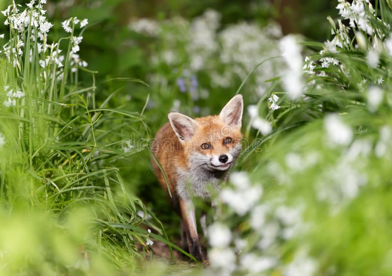 Portrait of a Red Fox Amongst White Flowers in Spring Stock Photo ...