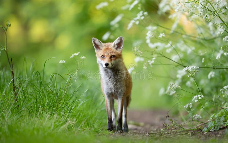 Portrait of a Red Fox Cub Standing in a Meadow Stock Photo - Image of ...