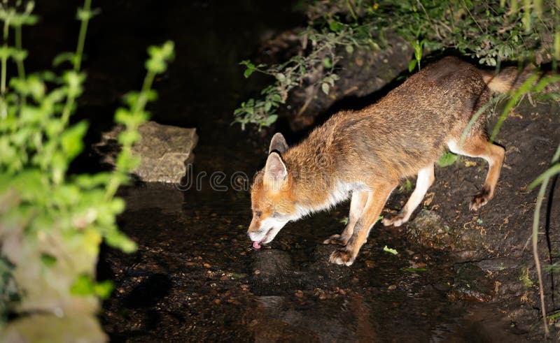 Portrait of a Red Fox Drinking Water from a Stream in a Forest Stock ...