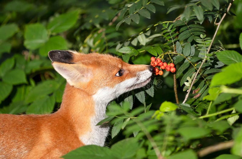 Portrait of a Red Fox Eating Rowan Berries in a Forest Stock Photo ...