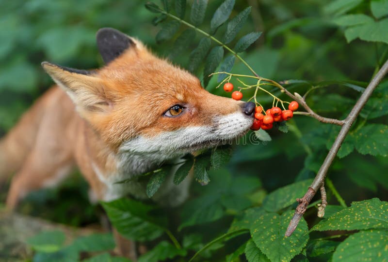 Red Fox Vulpes Eating Berries Autumn Forest Stock Photos - Free ...