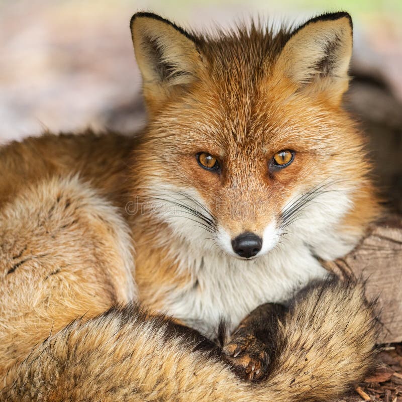 Portrait of Red Fox in the Forest Stock Photo - Image of carnivore ...
