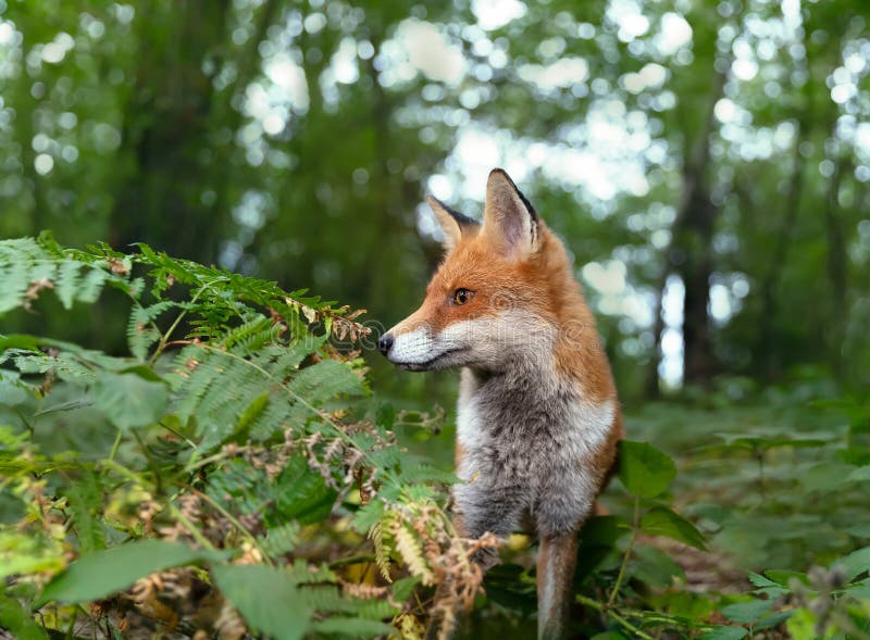 Portrait of a Red Fox in a Forest Stock Image - Image of behavior, face ...
