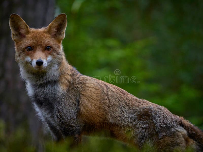 Portrait of Red Fox in Forest Stock Photo - Image of ecosystem, eyel ...