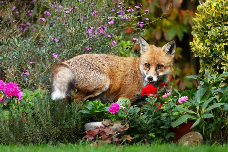 Portrait of a Red Fox among Garden Flowers Stock Image - Image of ...