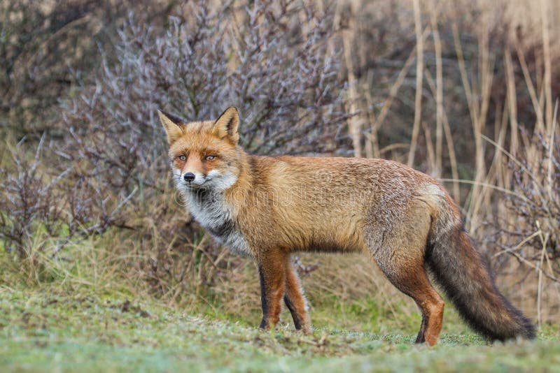 A portrait of a red fox stock image. Image of scavenger - 66649415