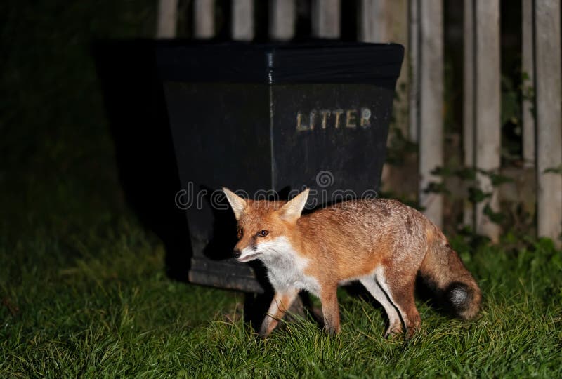 Portrait of a Red Fox Near a Litter Bin at Night Stock Image - Image of ...