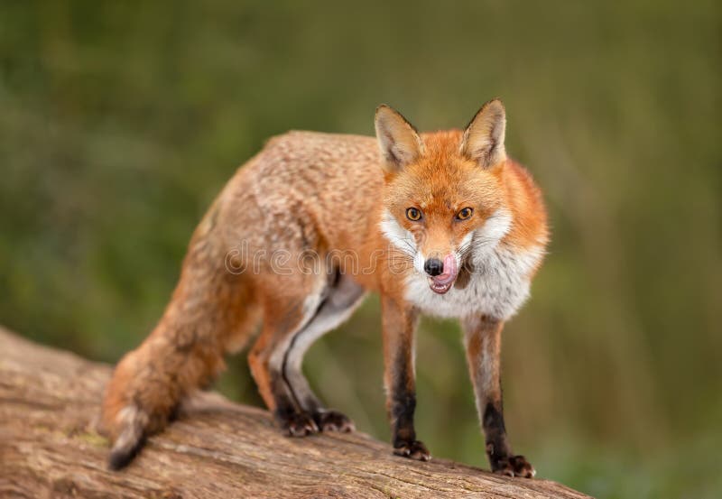 Portrait of a Red Fox with Open Mouth Standing on a Log in the Forest ...