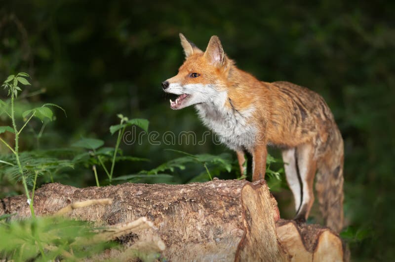 Portrait of a Red Fox with Open Mouth Standing on a Log in the Forest ...