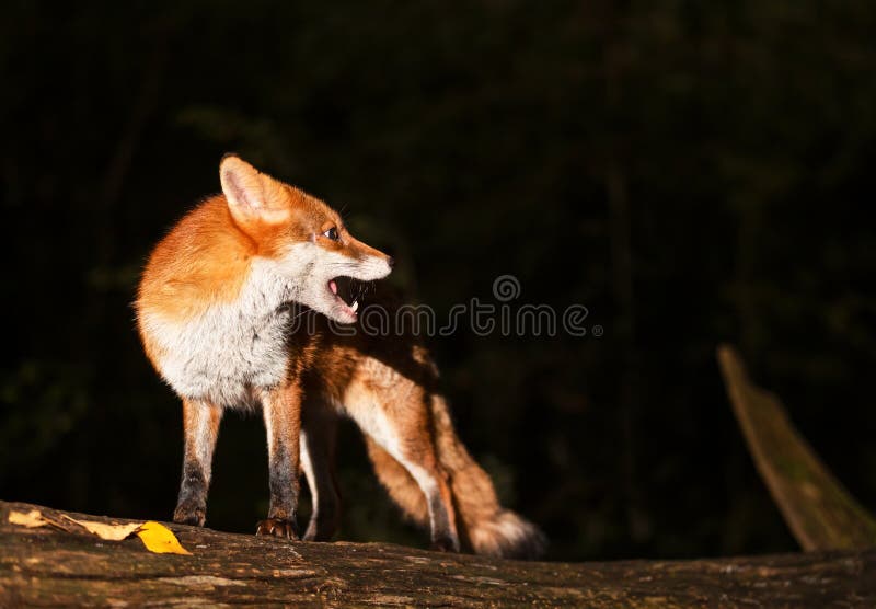 Portrait of a Red Fox with Open Mouth Standing on a Tree in a Forest ...