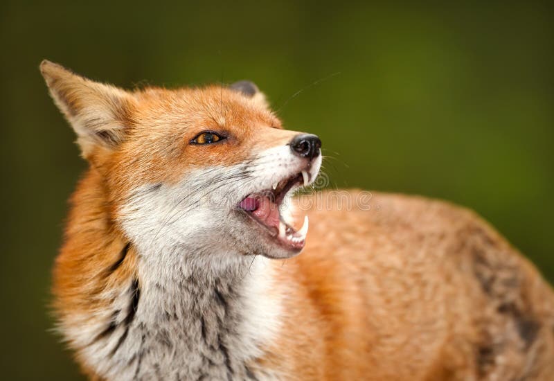 Portrait of a Red Fox with Open Mouth Stock Photo - Image of head ...