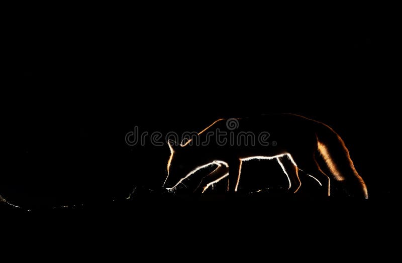 Portrait of a Red Fox Silhouette at Night Stock Photo - Image of dark ...