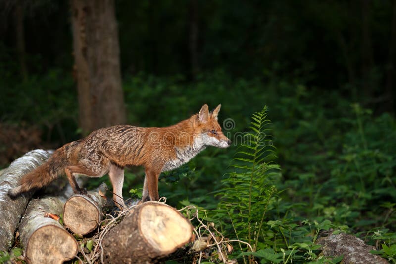Portrait of a Red Fox Standing on Tree Logs in a Forest Stock Image ...