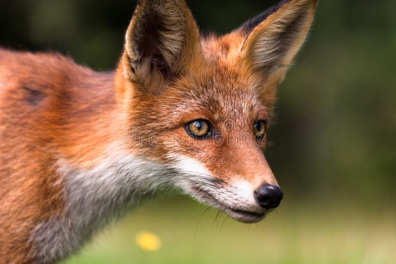Portrait of red fox stock image. Image of view, canine - 65025603