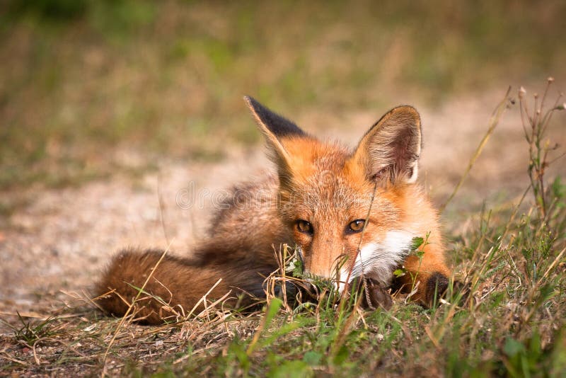 Portrait of red fox stock image. Image of side, wildlife - 65025679