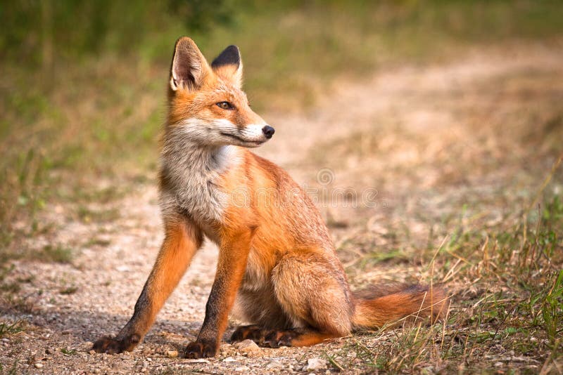 Portrait of red fox stock photo. Image of view, beauty - 65025688