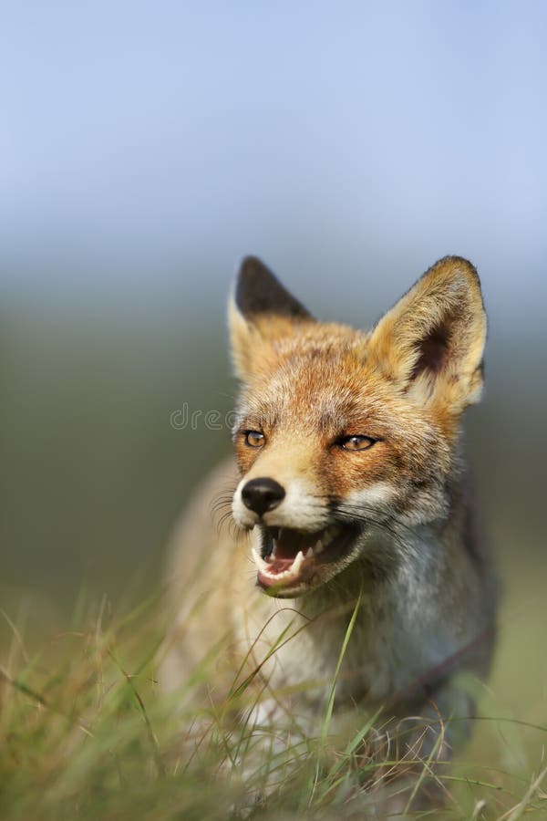 Portrait of a Red Fox in Summer Stock Image - Image of field, wildlife ...
