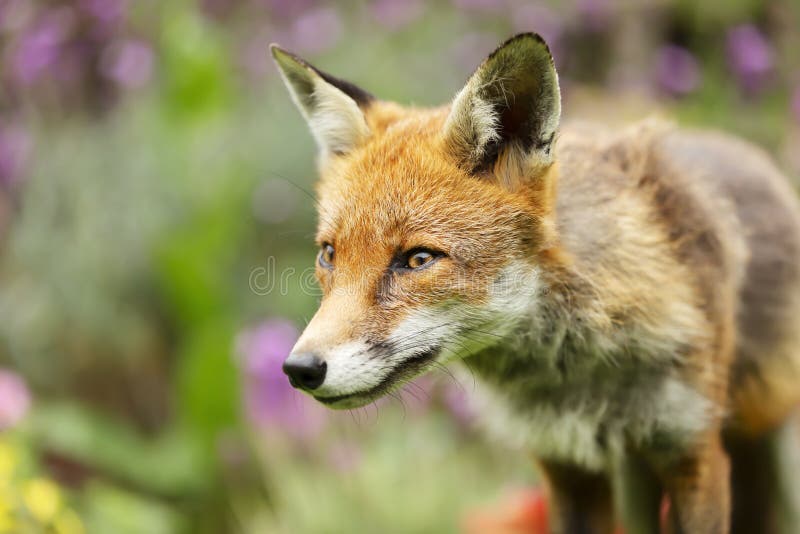 Portrait of a Red Fox in Summer Stock Photo - Image of adult, closeup ...