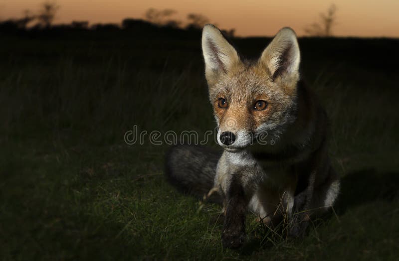 Portrait of a Red Fox at Sunset Stock Image - Image of outdoor, nature ...