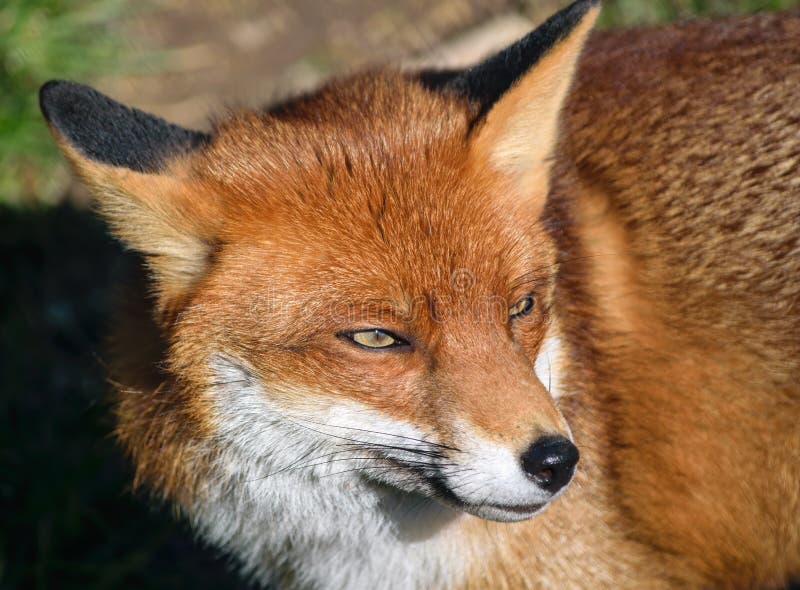 Red Fox, Vulpes Vulpes, in the Spring Sunshine Stock Image - Image of ...