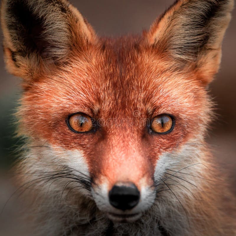 Red Fox & X28;Vulpes Vulpes& X29; Staring at Camera, Spain Stock Photo ...