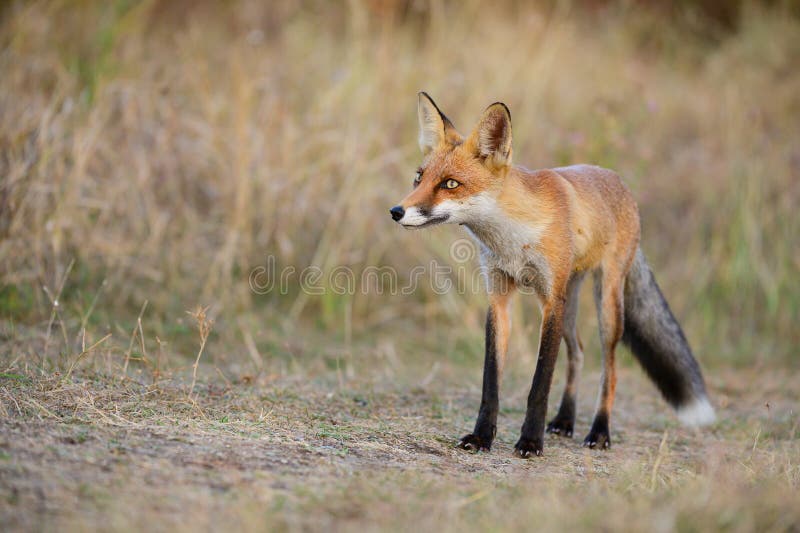 Portrait Red Fox Vulpes Vulpes in the Wild Stock Photo - Image of ...