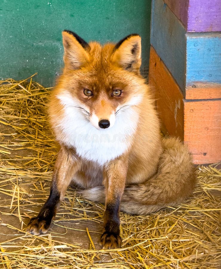 Portrait of a Red Fox in a Zoo Stock Photo - Image of wildlife, funny ...