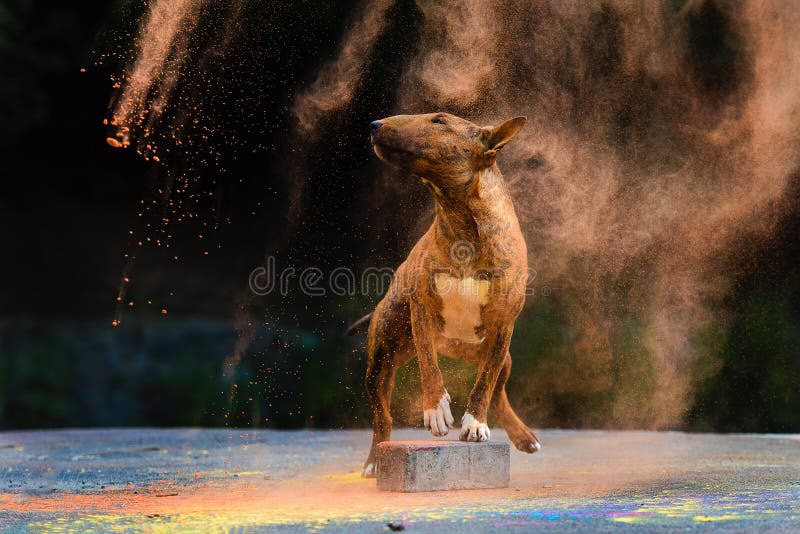 Portrait of a Red-haired Bull Terrier in Bright Colors of Holi Stock ...