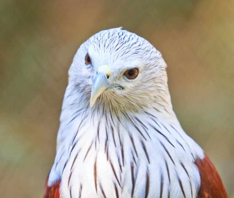 Portrait of a red hawk stock photo. Image of tailed, bird - 34733208