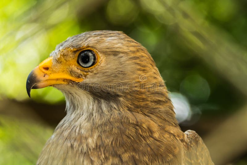 Portrait of a red hawk. stock image. Image of hawk, portrait - 95652277