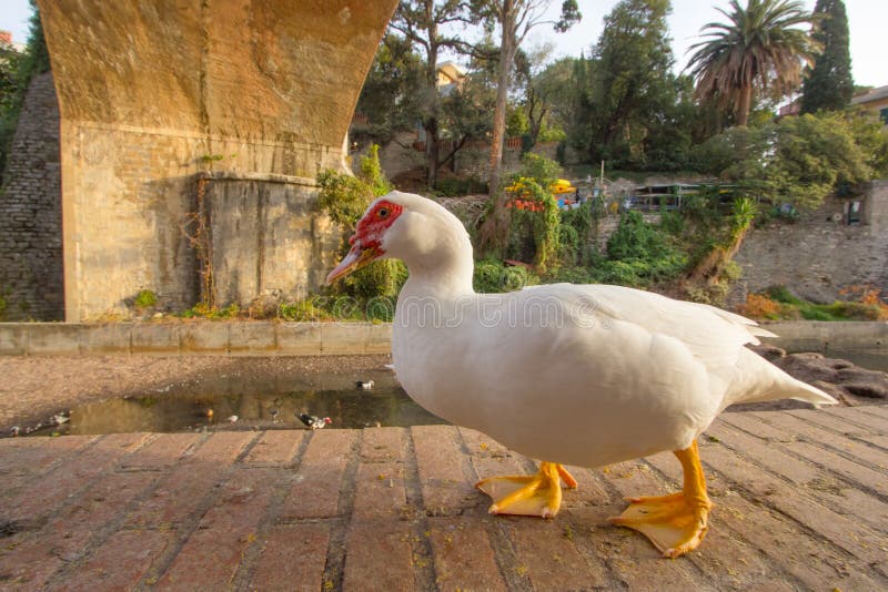 Red-headed Goose with Chicks Stock Photo - Image of fledgling, anser ...