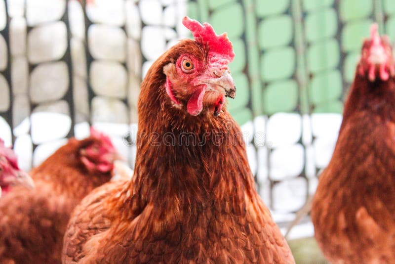 Angry Chicken Stock Photos - Download 906 Royalty Free Photos