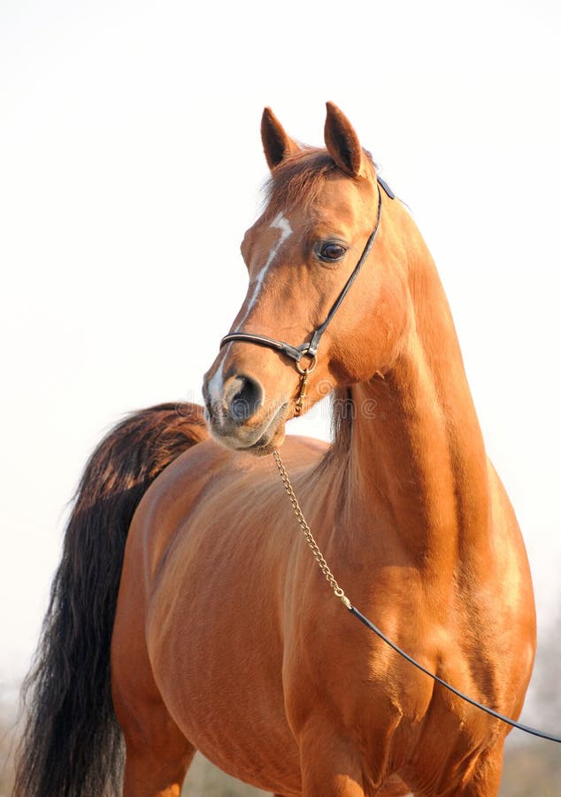 Portrait of a red horse stock photo. Image of shine, head - 21264040
