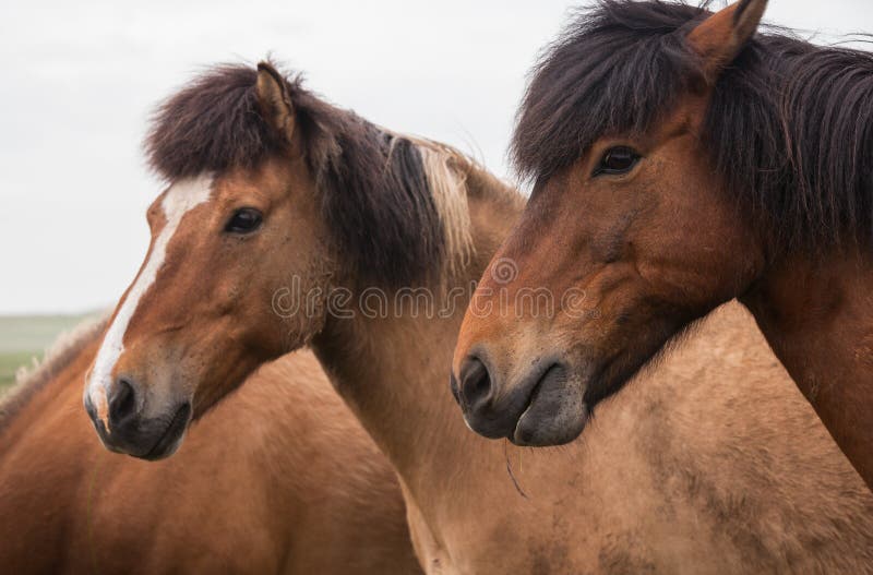Portrait of red horses stock image. Image of icelandic - 46618933