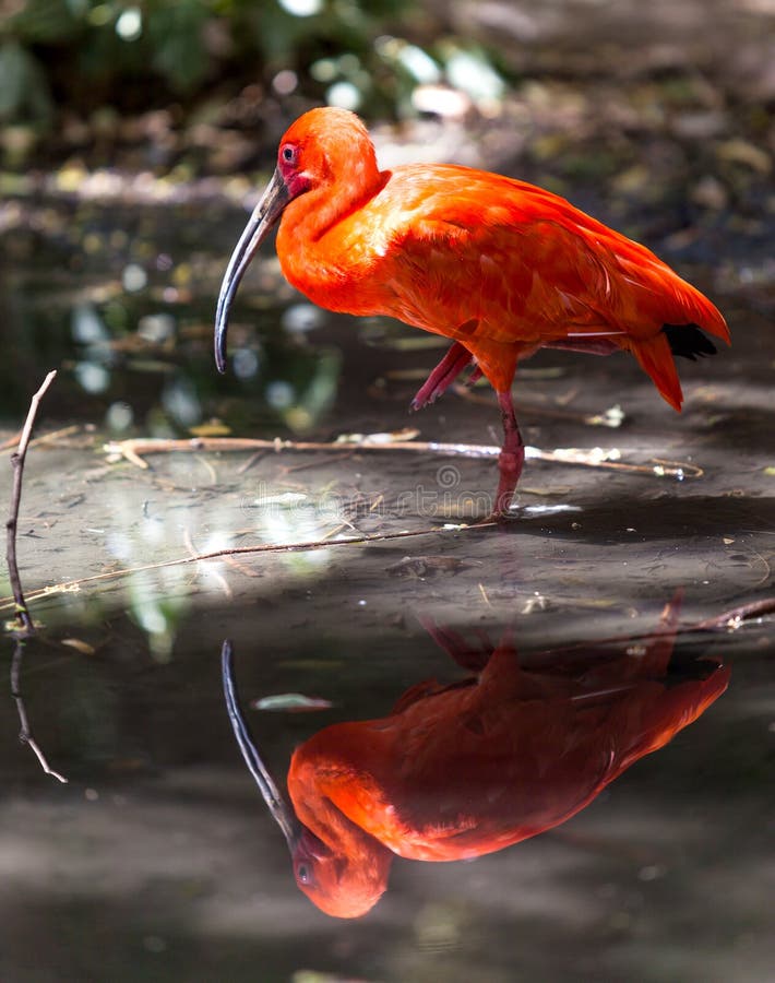 Portrait of red ibis stock image. Image of closeup, fowl - 40618045
